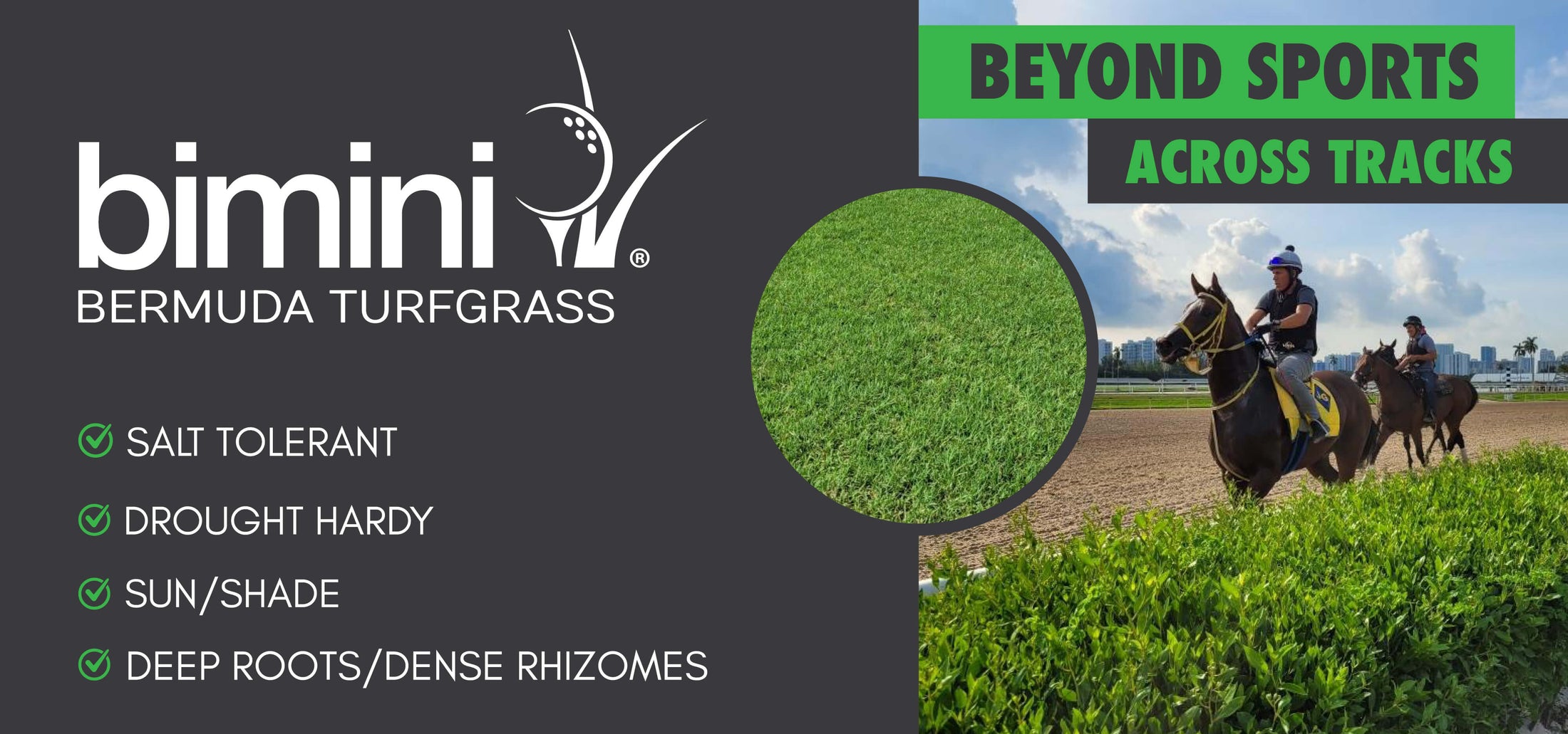 Merging Racing Legacy with Bimini Bermuda Grass | Bethel Farms