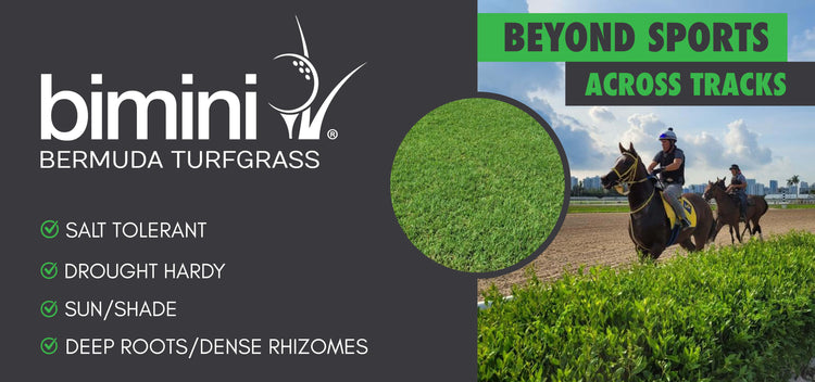 Merging Racing Legacy with Bimini Bermuda Grass - Bethel Farms