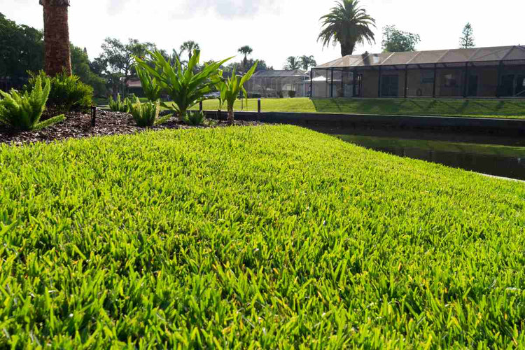 Most Common Grass Varieties in Florida Lawns - Bethel Farms