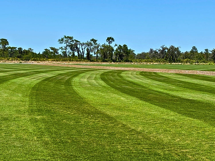 Bethel Farms: Your Destination for Premium Quality Grass