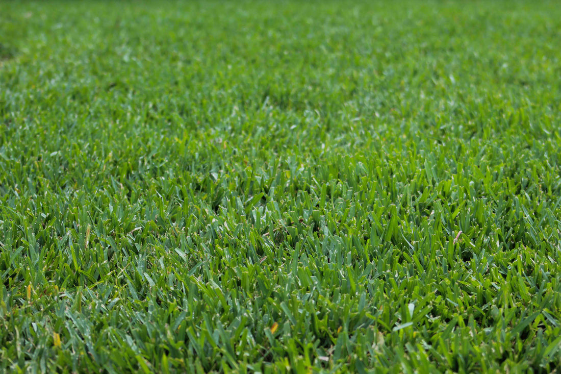 Scotts® ProVista™ St. Augustine - Bethel Farms Premium Grass