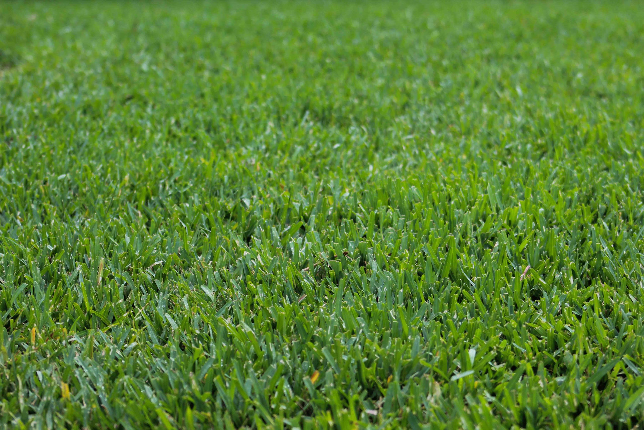 Scotts® ProVista™ St. Augustine - Bethel Farms Premium Grass
