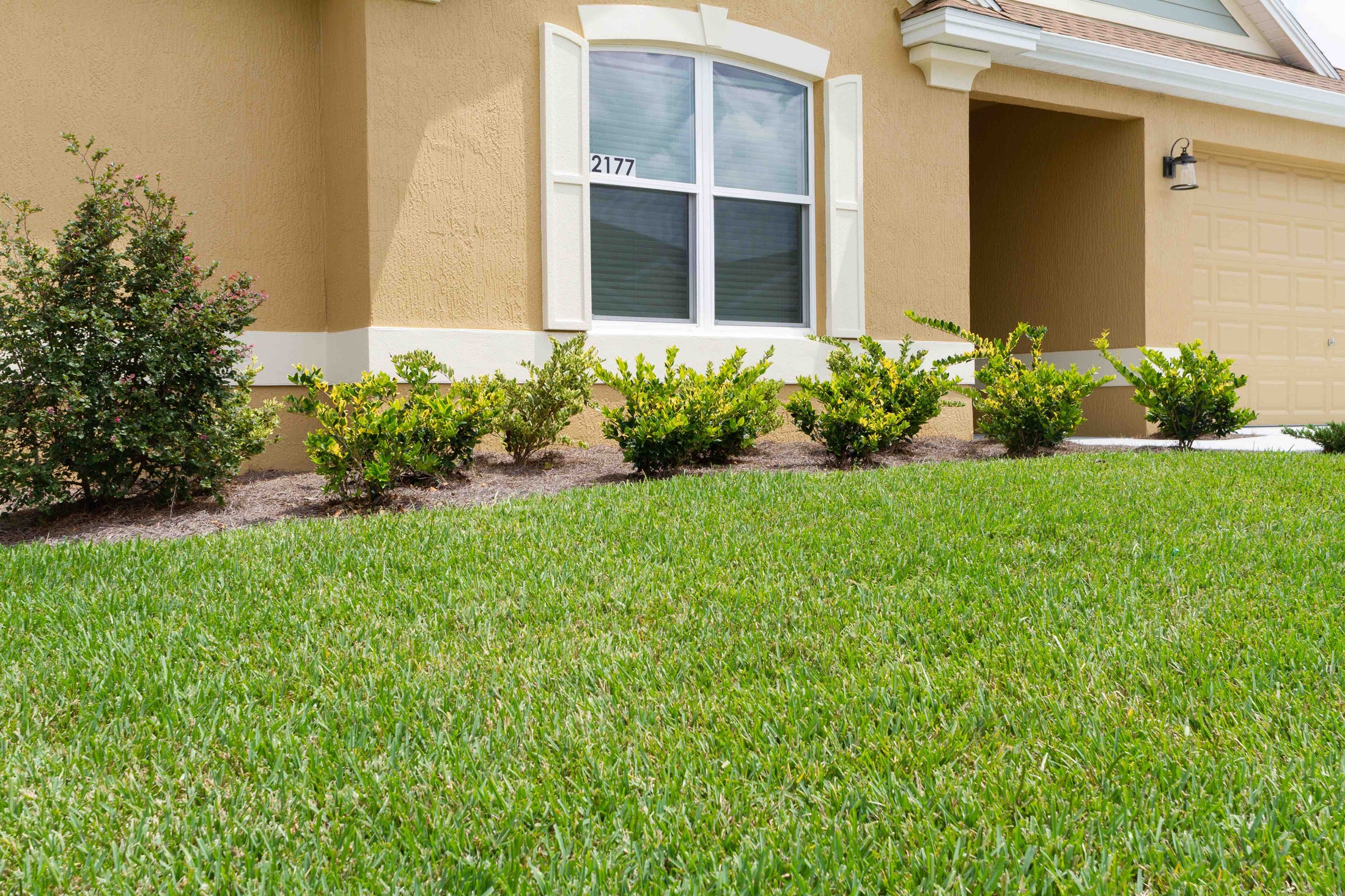 Scotts® ProVista™ St. Augustine - Bethel Farms Premium Grass