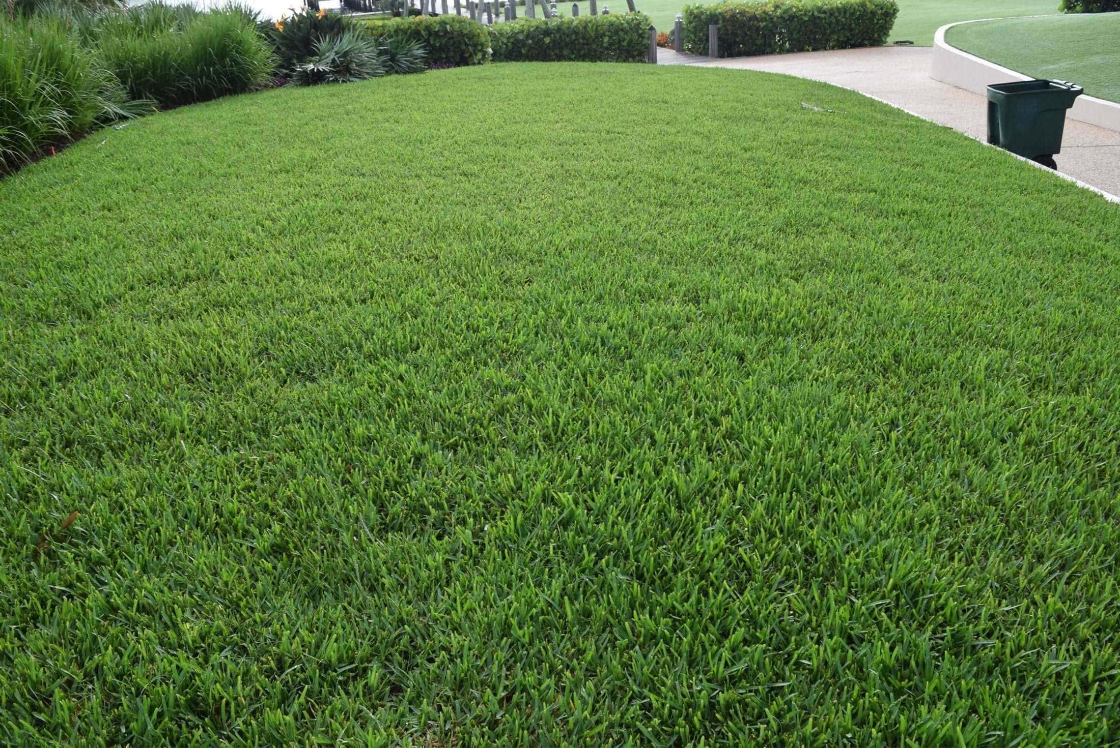 Scotts® ProVista™ St. Augustine - Bethel Farms Premium Grass