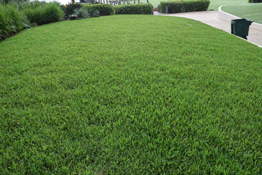 Scotts® ProVista™ St. Augustine - Bethel Farms Premium Grass