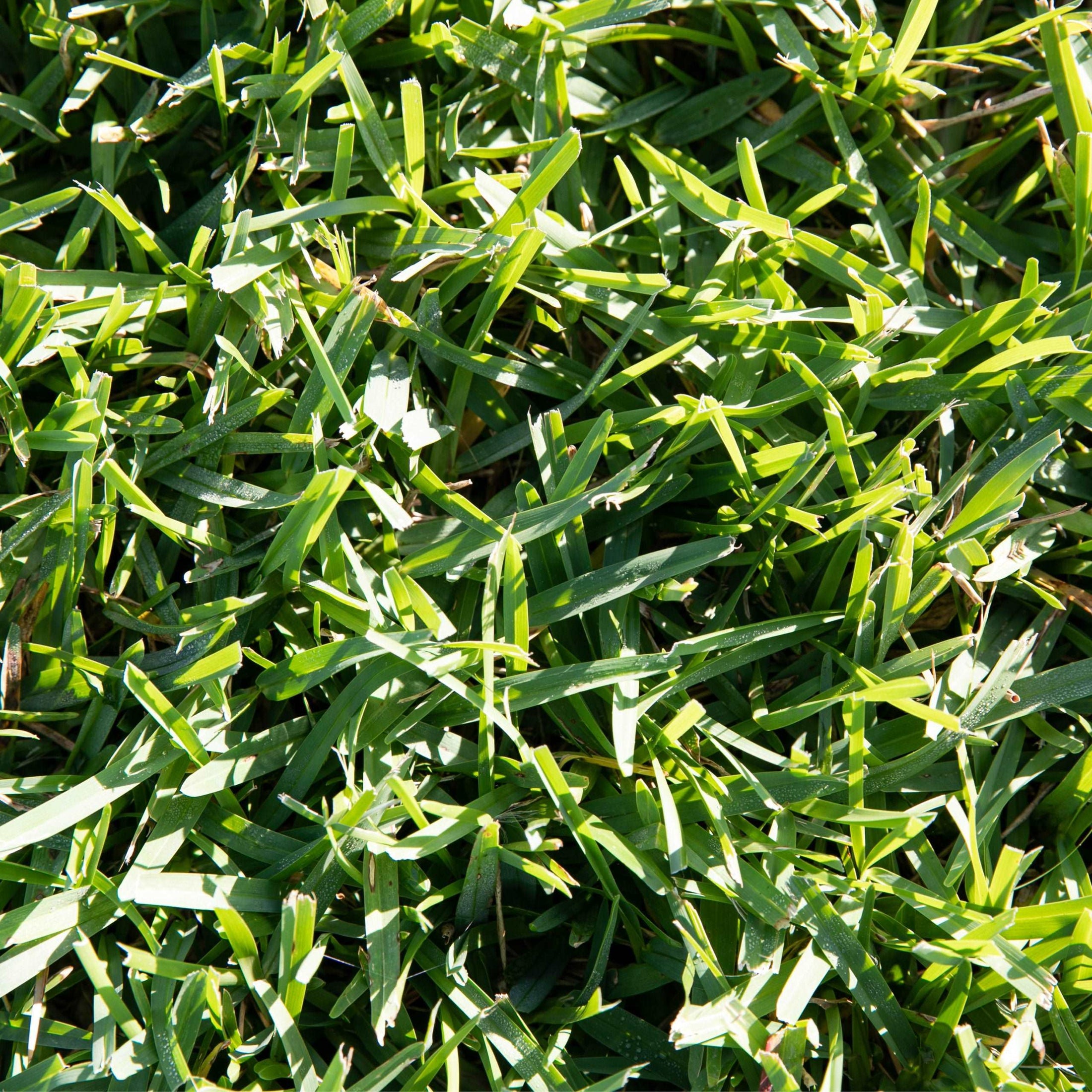 Floratam™ St. Augustine - Premium Grass - Bethel Farms