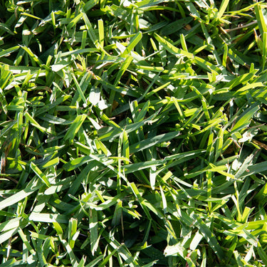 Floratam™ St. Augustine - Premium Grass - Bethel Farms