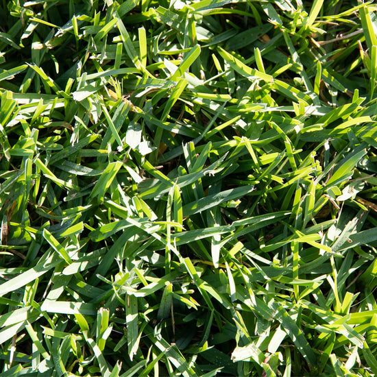 Floratam™ St. Augustine - Premium Grass - Bethel Farms